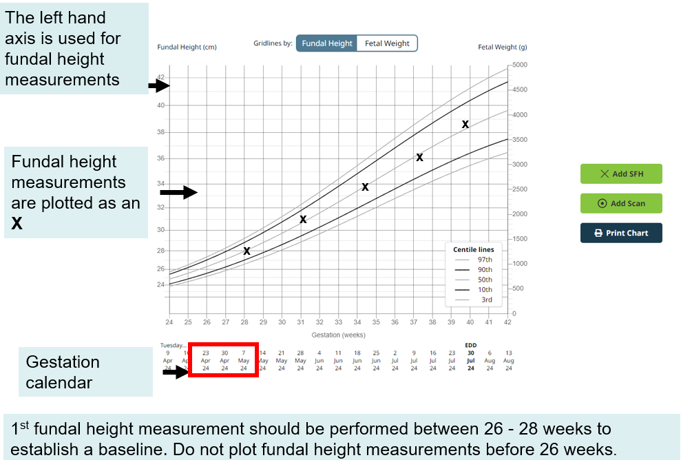 1.7 Plotting fundal height – E-Learning NZ